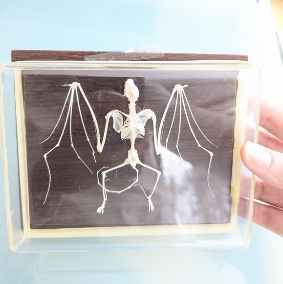 Accents | Articulated Bat Skeleton Bones Oddities Taxidermy Mounted Bat ...